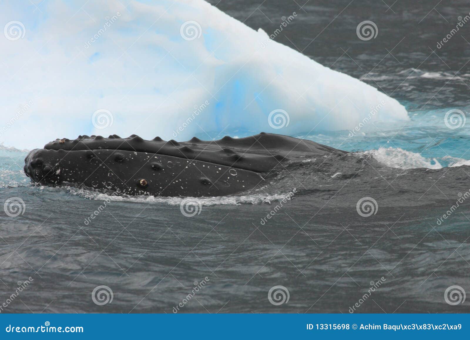 Balena Di Humpback Ed Iceberg Fotografia Stock - Immagine di gobba ...