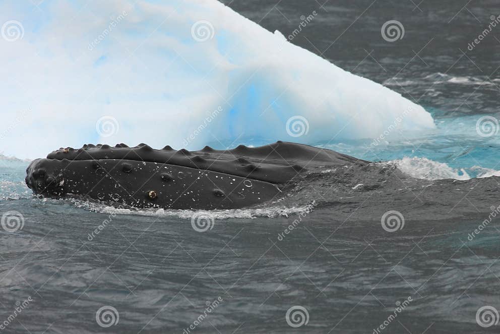 Balena Di Humpback Ed Iceberg Fotografia Stock - Immagine di gobba ...