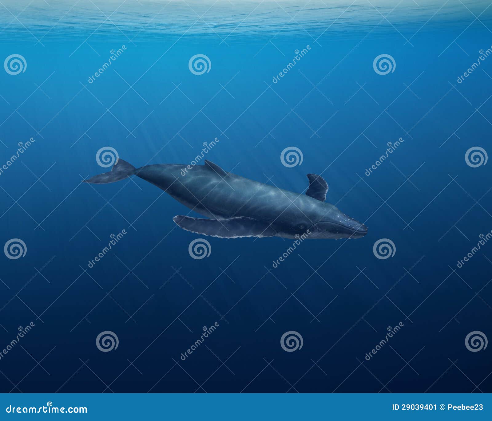 Balena nel blu profondo illustrazione di stock. Illustrazione di ...