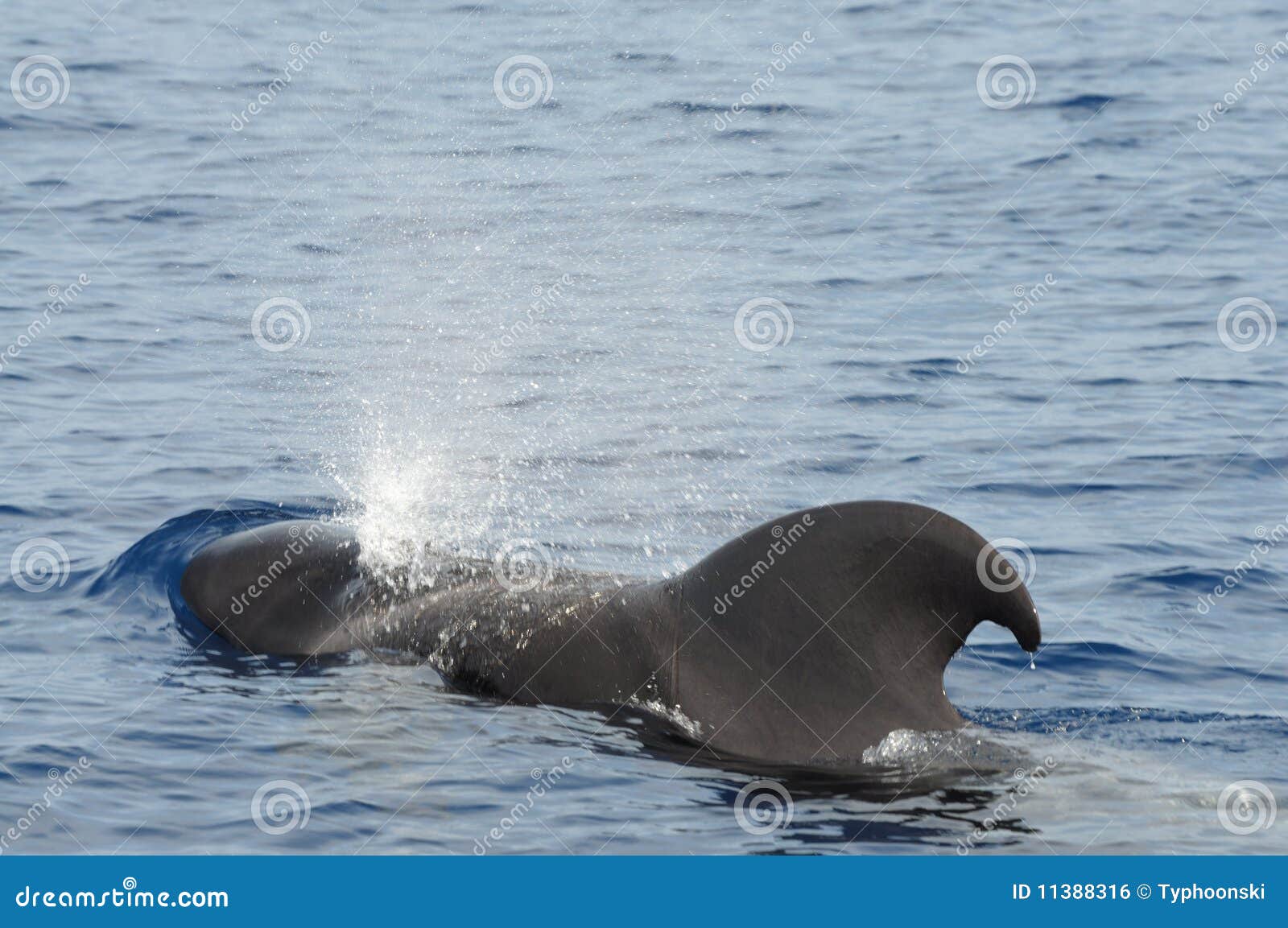 Balena pilota fotografia stock. Immagine di balena, animale - 11388316