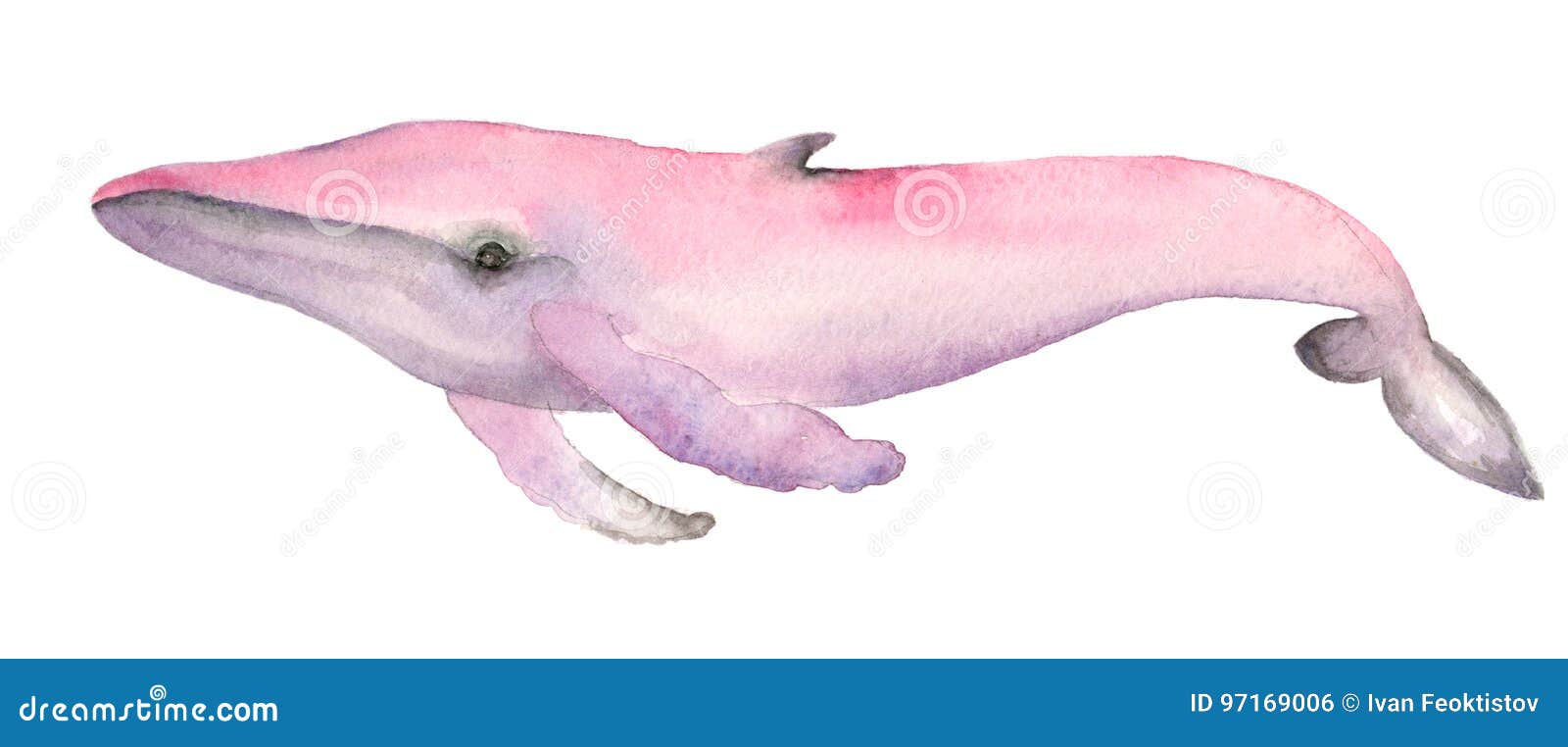 Balena Rosa Dell'acquerello Illustrazione di Stock - Illustrazione di ...
