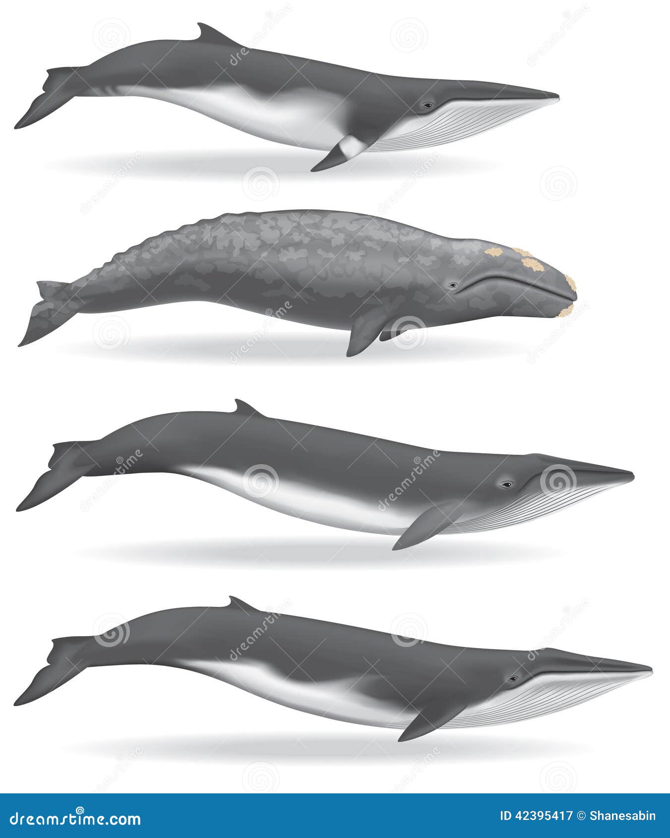 Balene illustrazione vettoriale. Illustrazione di mare - 42395417