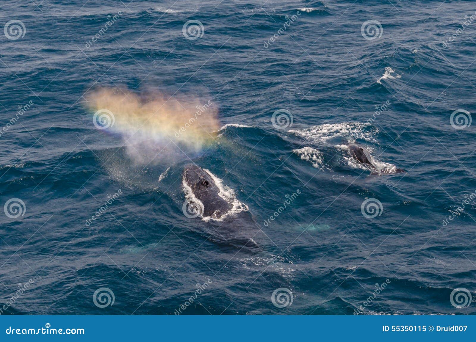 Balene immagine stock. Immagine di balena, fontana, spruzzo - 55350115