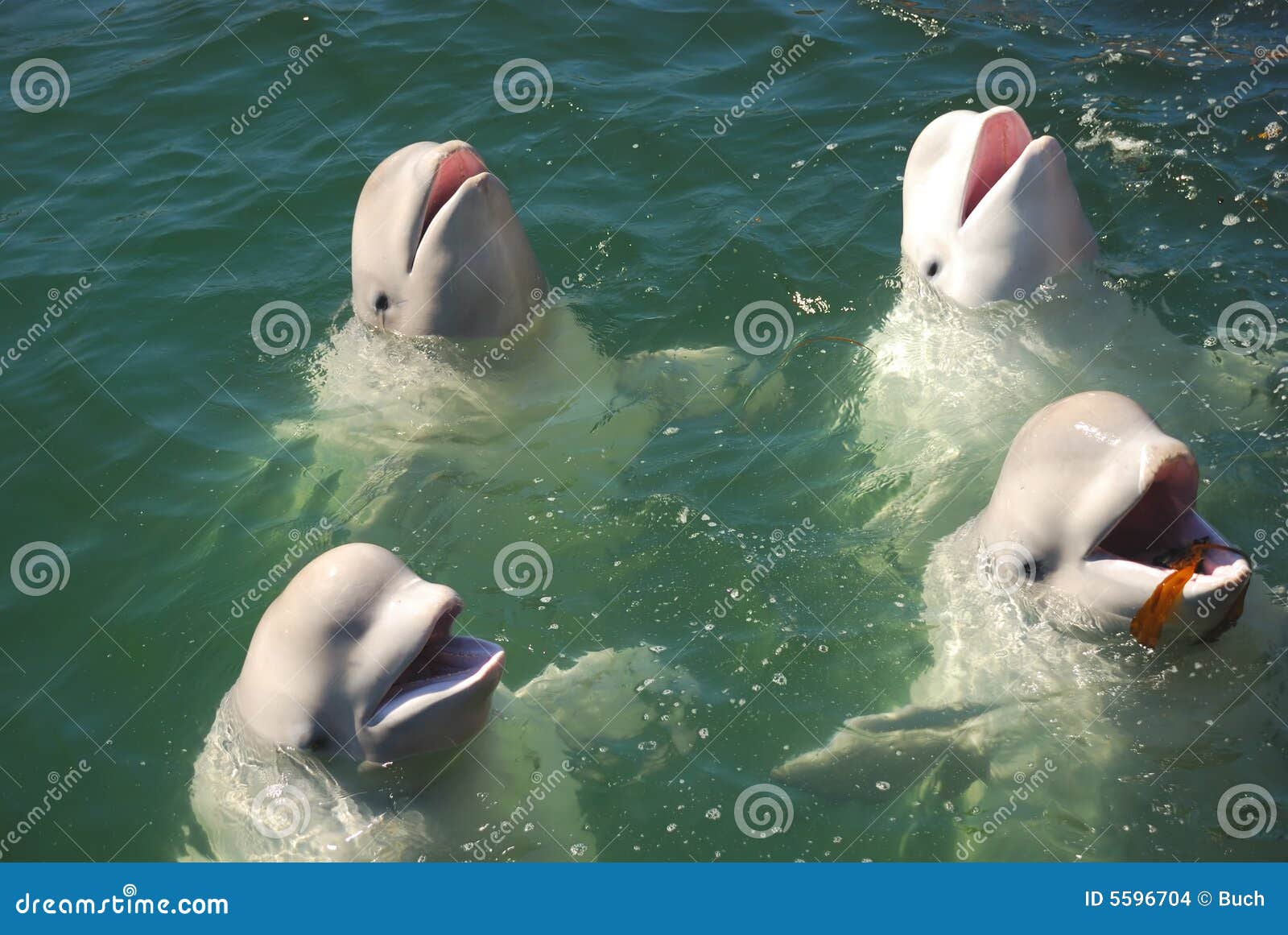 Balene bianche fotografia stock. Immagine di nave, animale - 5596704