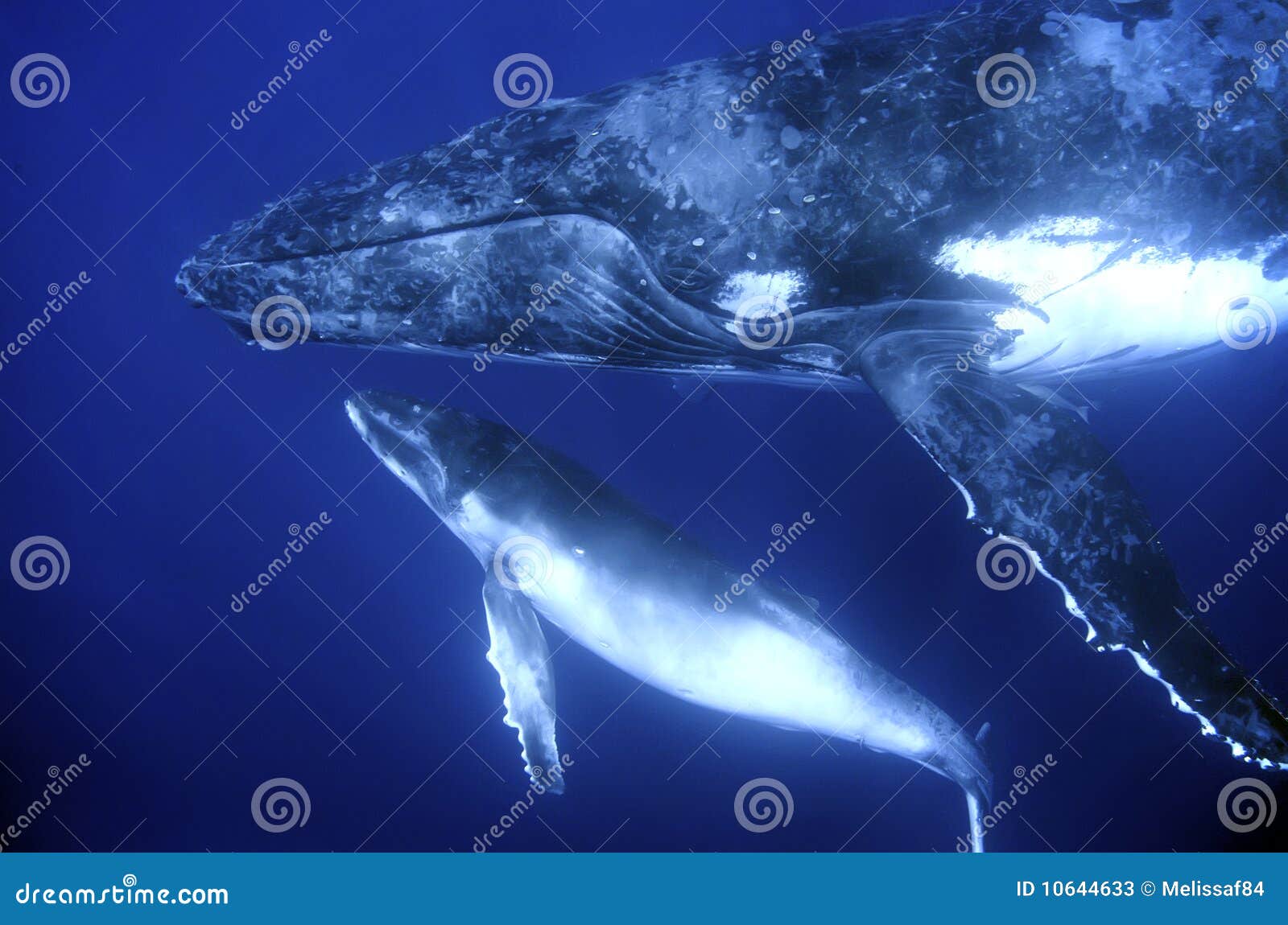 Balene di Humback immagine stock. Immagine di luce, marino - 10644633