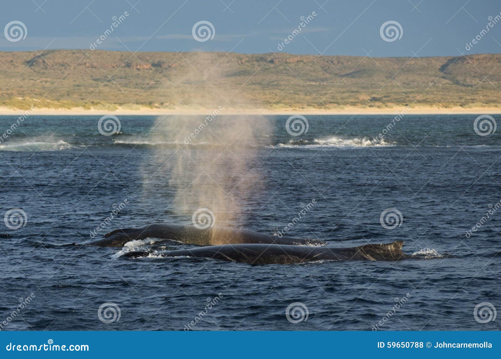 Balene Posteriori Della Gobba Fotografia Stock - Immagine di golfo ...