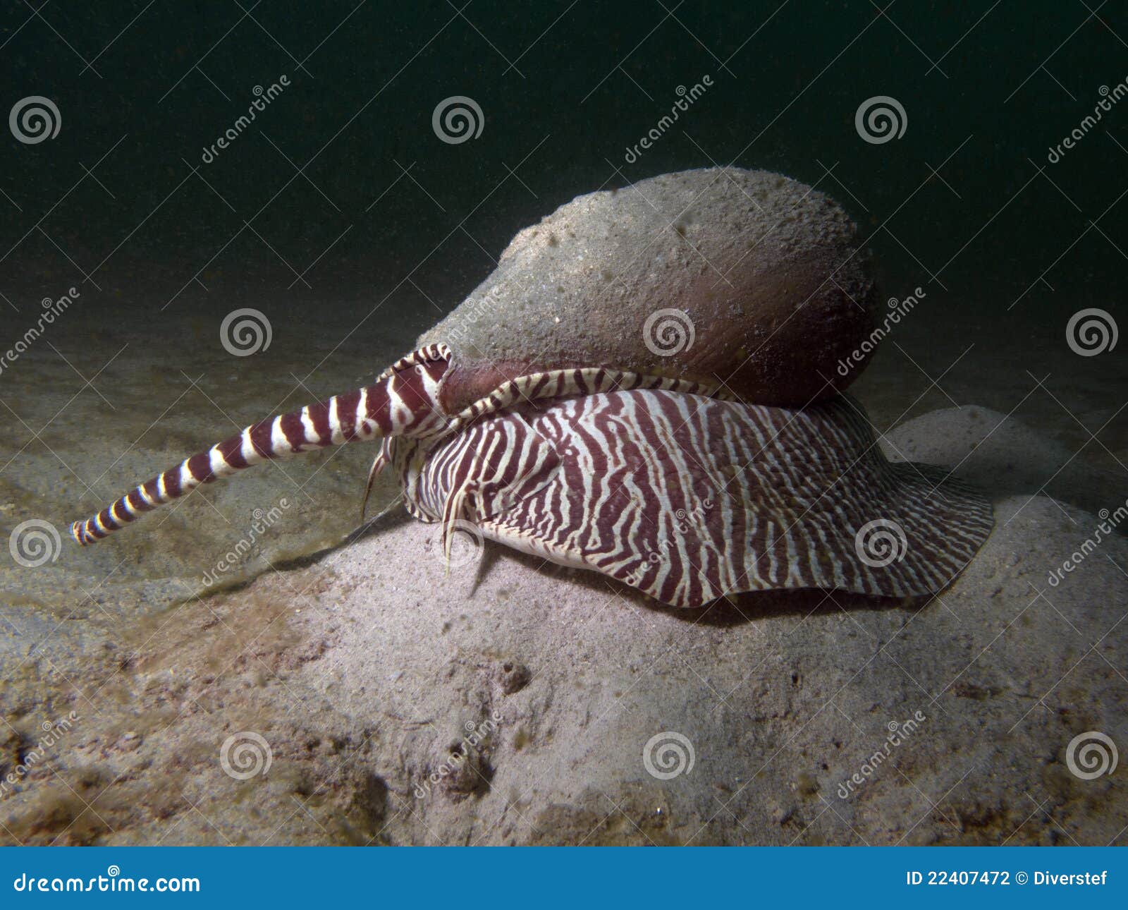 Baler Shell - Melo amphora stock photo. Image of seascape - 22407472