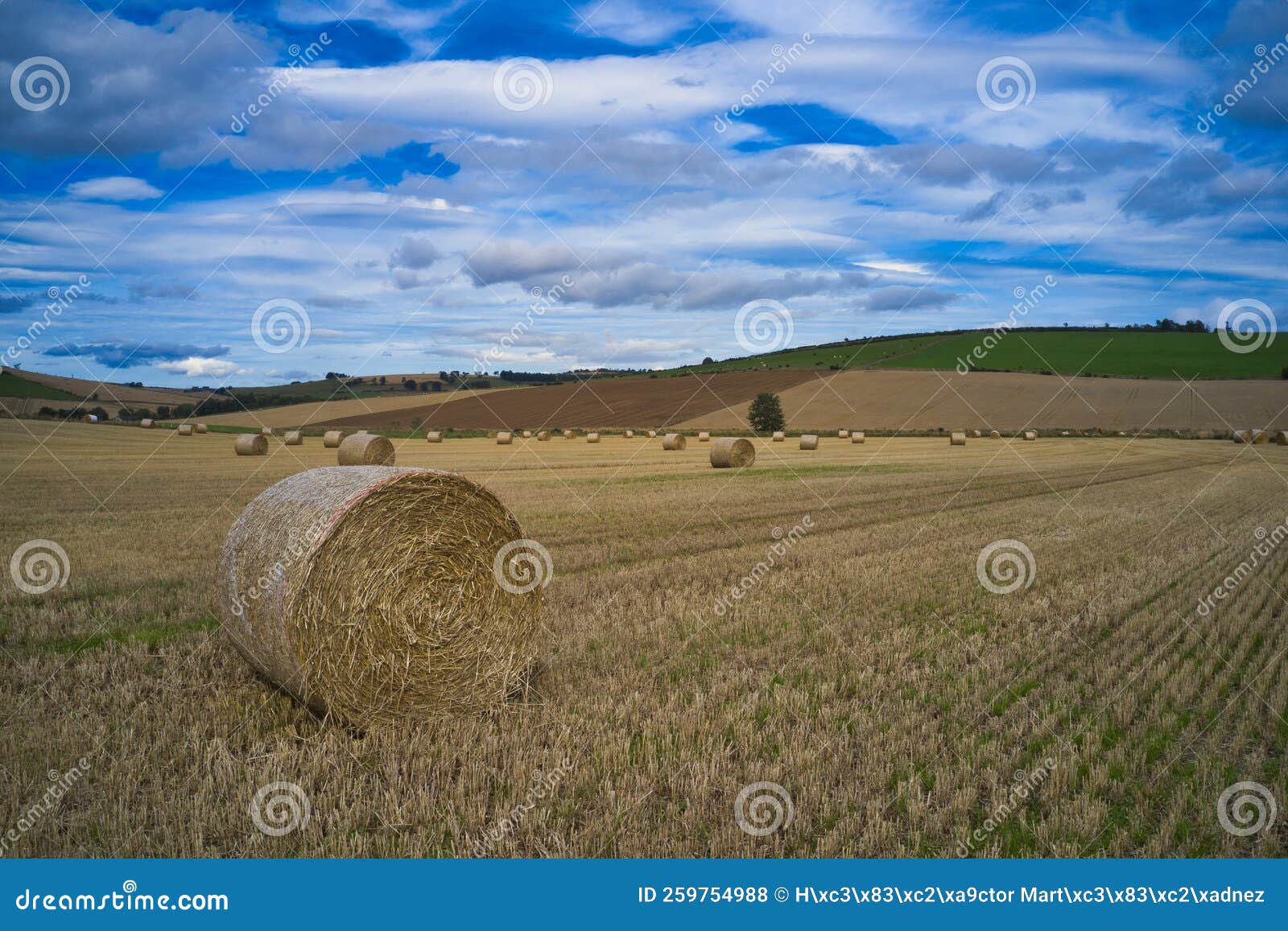 Bales of Alfalfa in the Field in Summer Stock Photo - Image of alfalfa ...