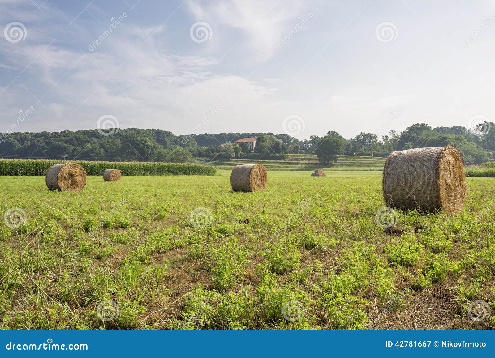Bales stock image. Image of field, country, crop, summer - 42781667