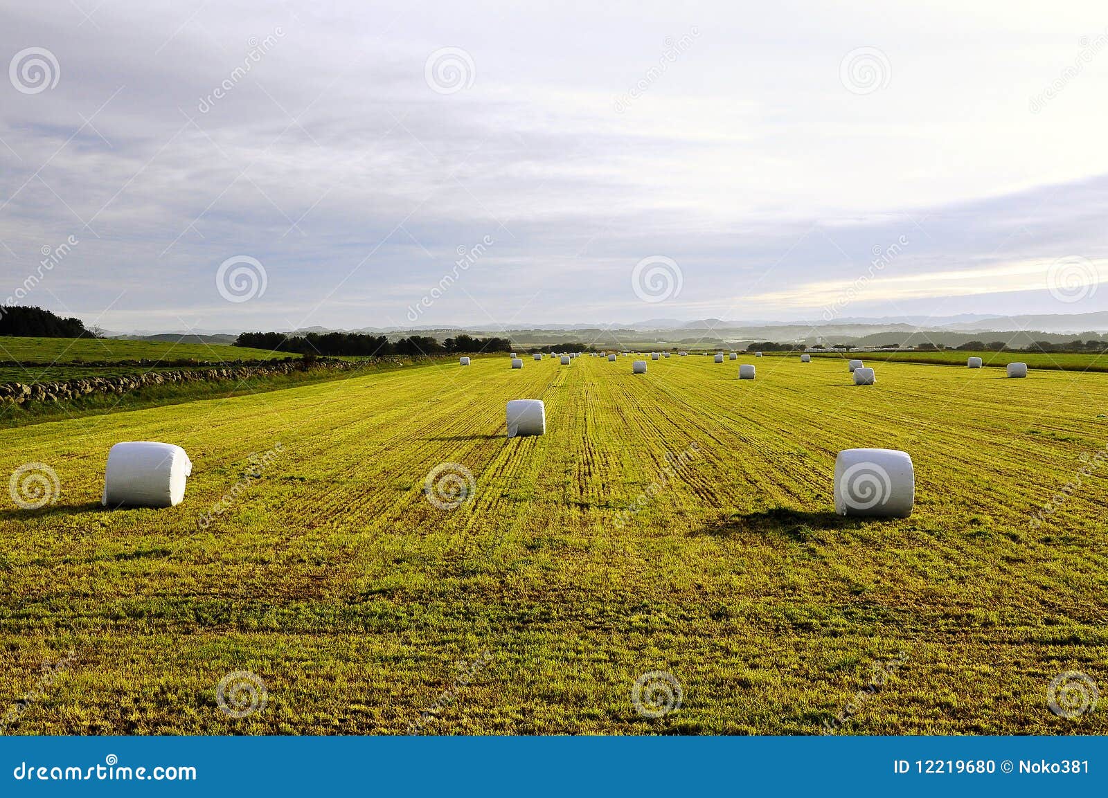 Bales in the field stock photo. Image of natural, corn - 12219680