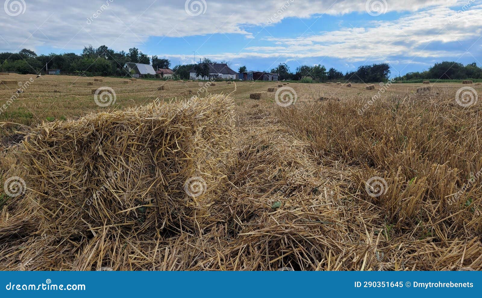 Bales on the Field after Wheat Threshing Stock Image - Image of field ...