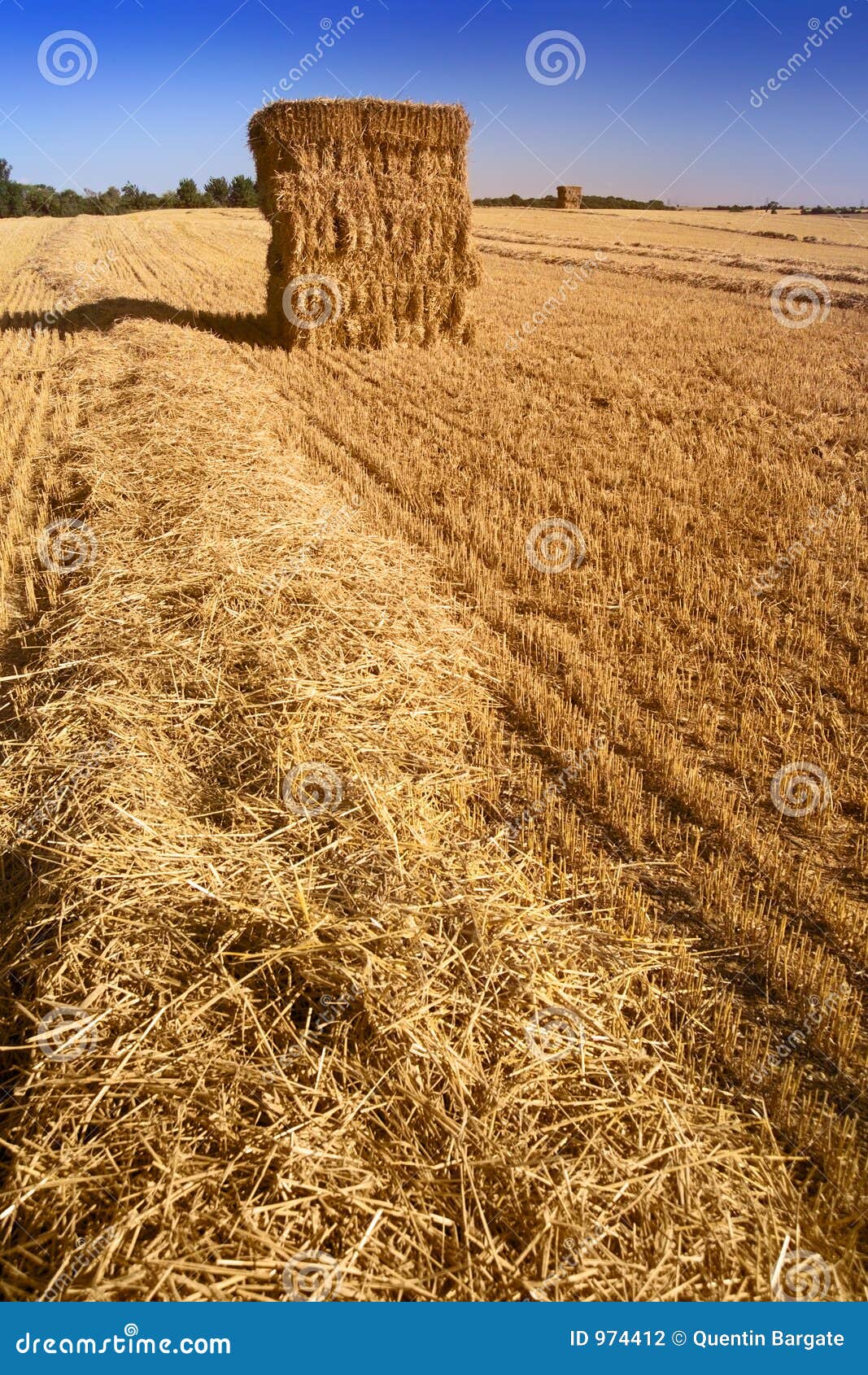 Bales of fresh hay stock photo. Image of summer, season - 974412