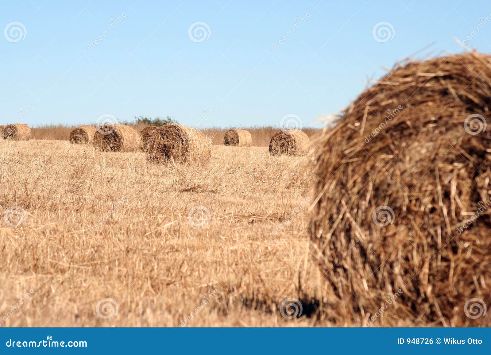 Bales of Grass stock photo. Image of corn, bale, landscape - 948726