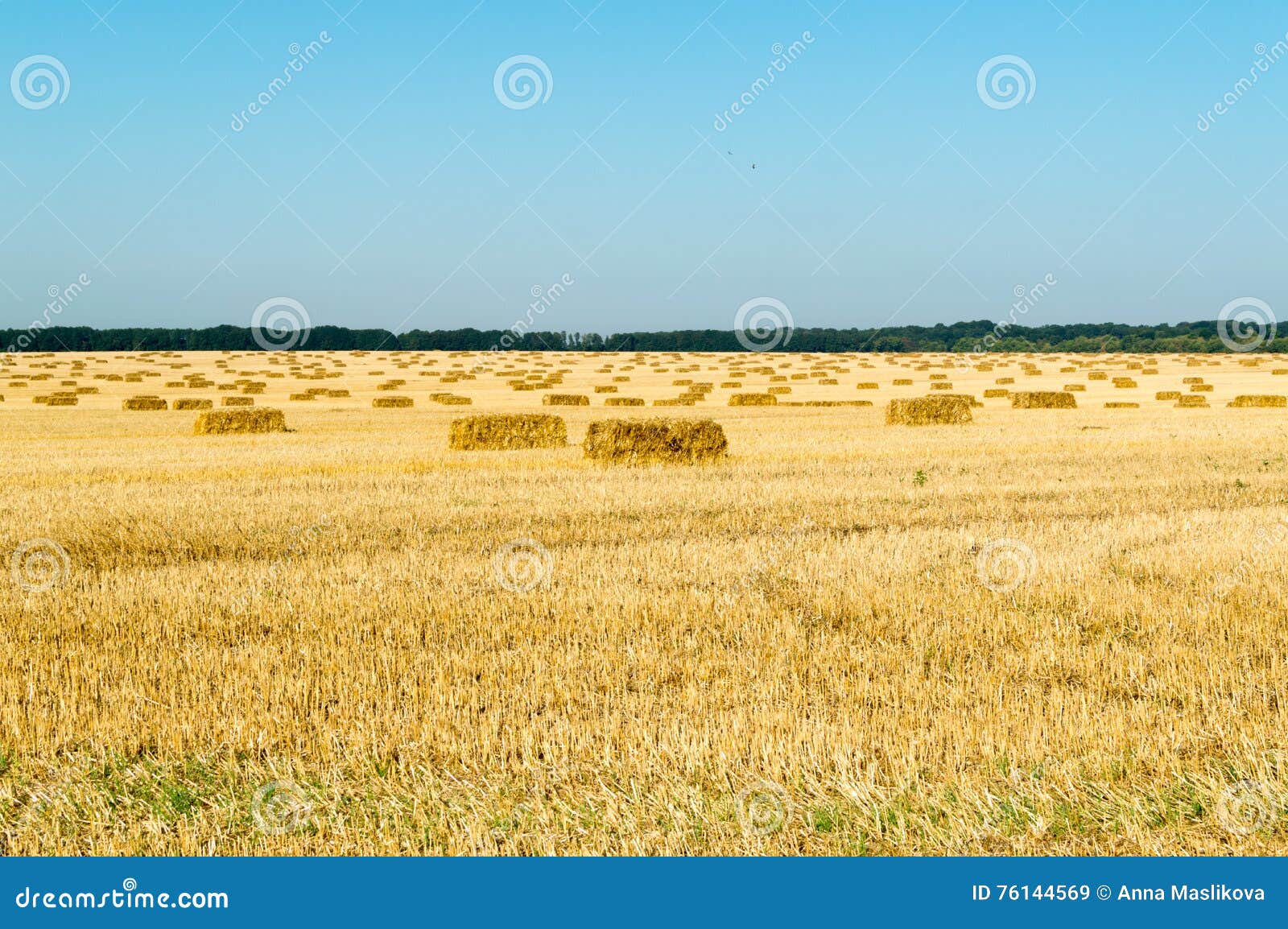 Bales on the Harvested Field Stock Image - Image of harvesting, natural ...