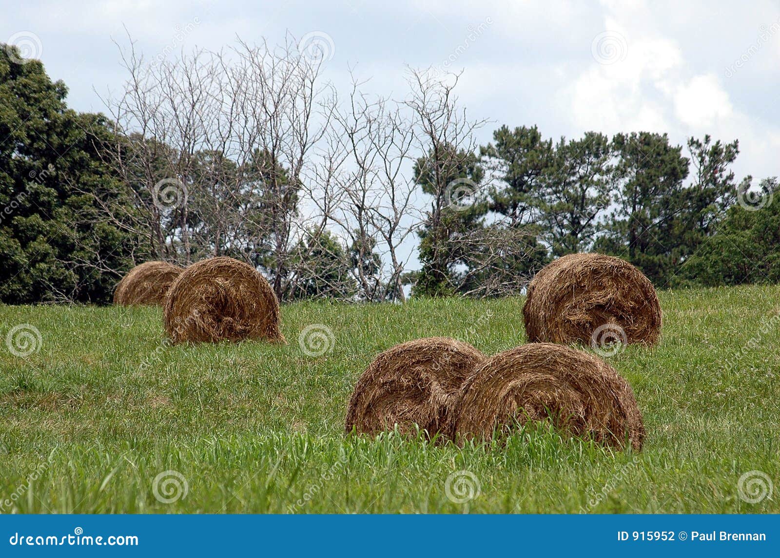 Bales of HAY stock photo. Image of landscape, cattle, grass - 915952