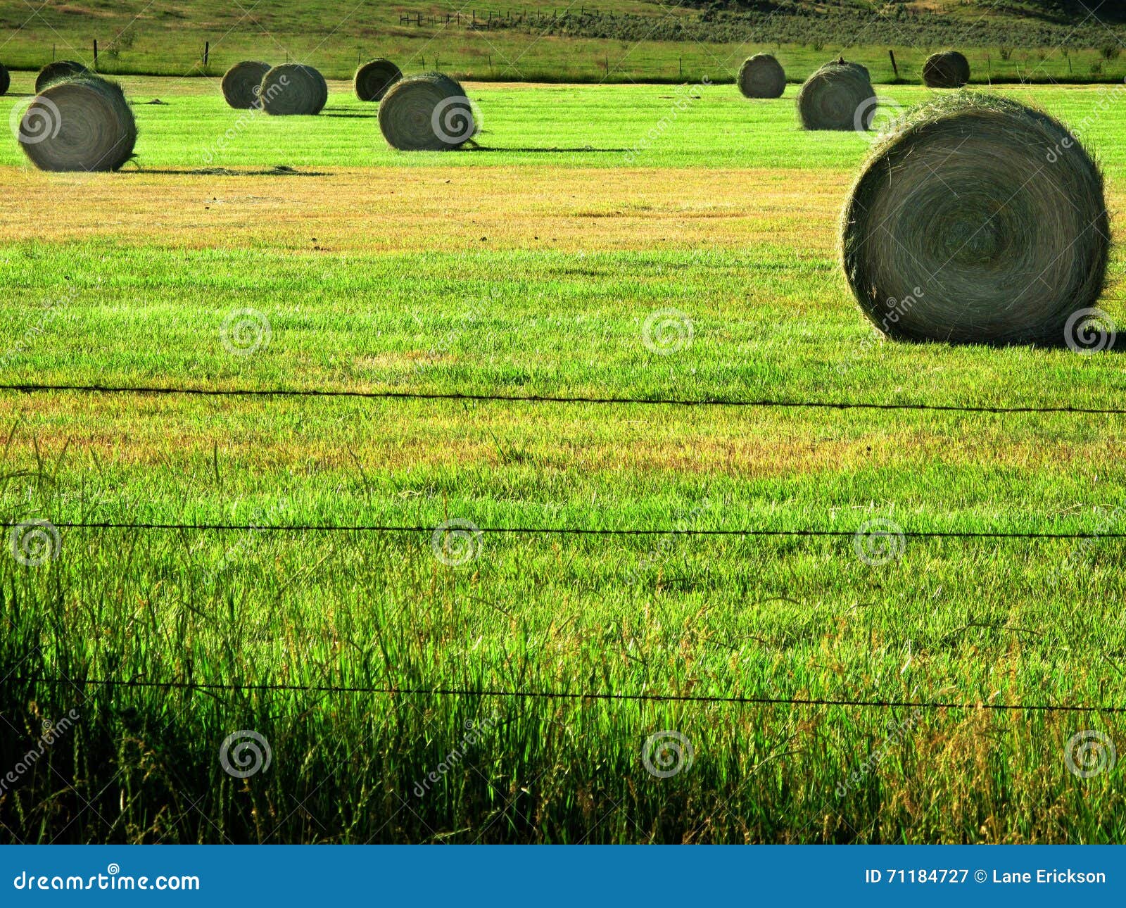 Bales of Hay in Farm Field stock image. Image of countryside - 71184727