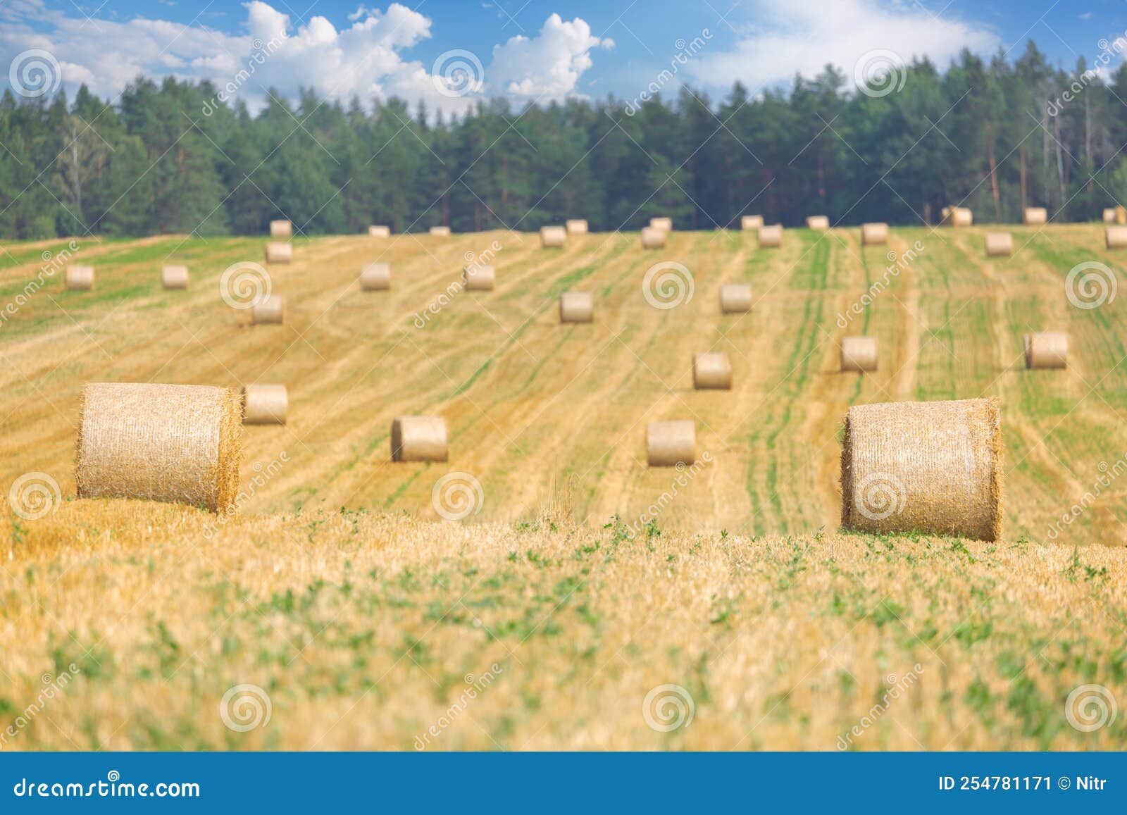 Bales of Hay in a Farm Field Stock Image - Image of agriculture, farm ...