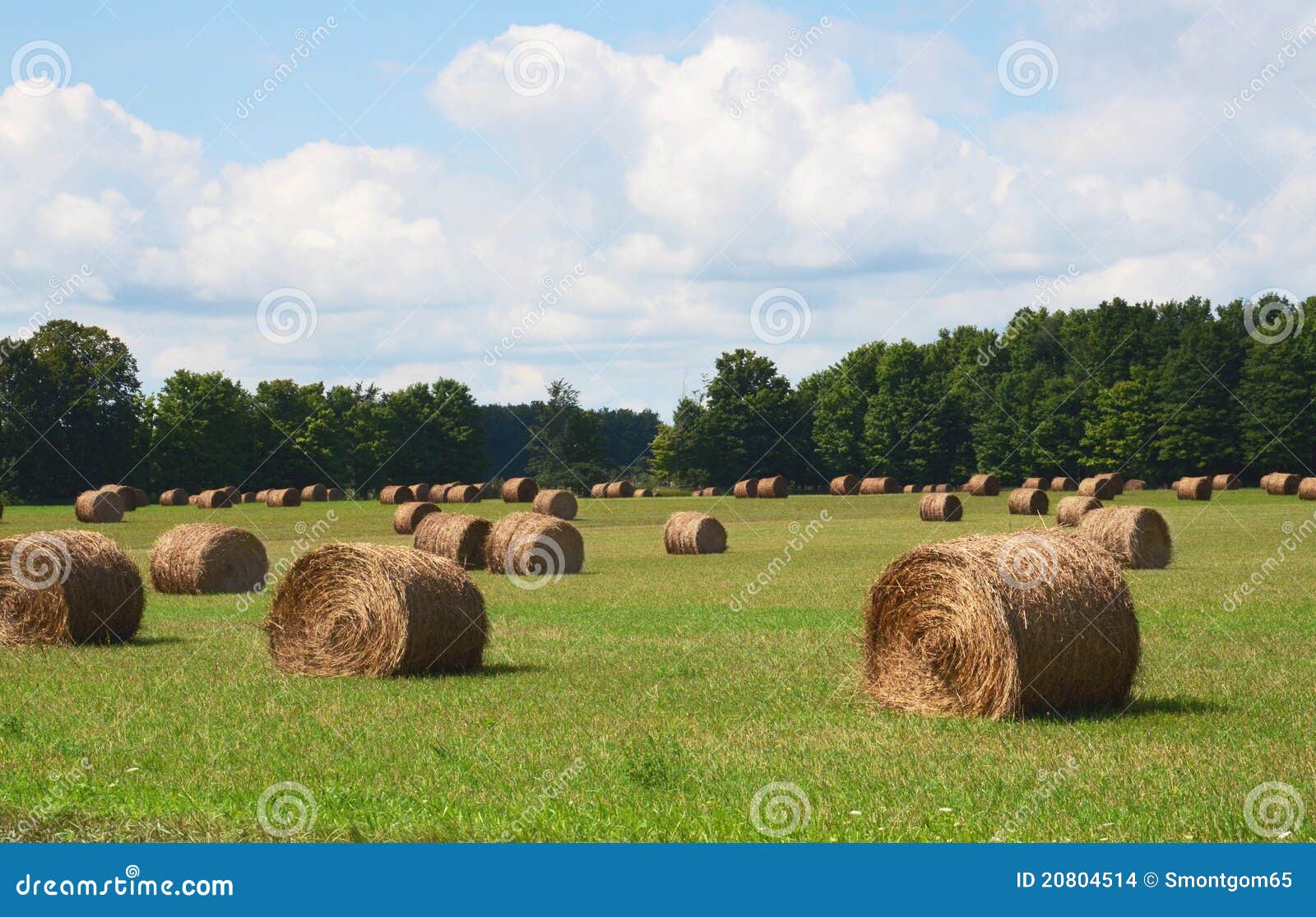 Bales of hay in field stock photo. Image of bale, landscape - 20804514