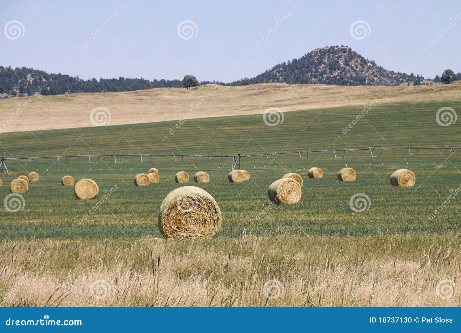 Bales of Hay in Field with Center Pivot Behind Stock Photo - Image of ...