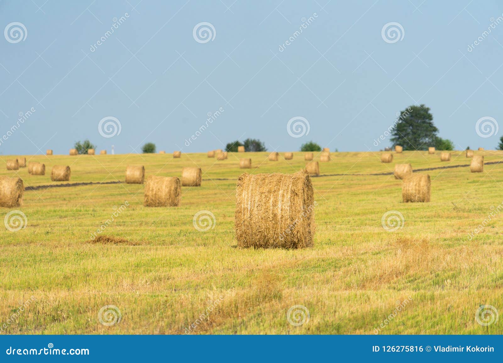 Bales of Hay on the Field. the Hay Harvest in the Fall Stock Photo ...