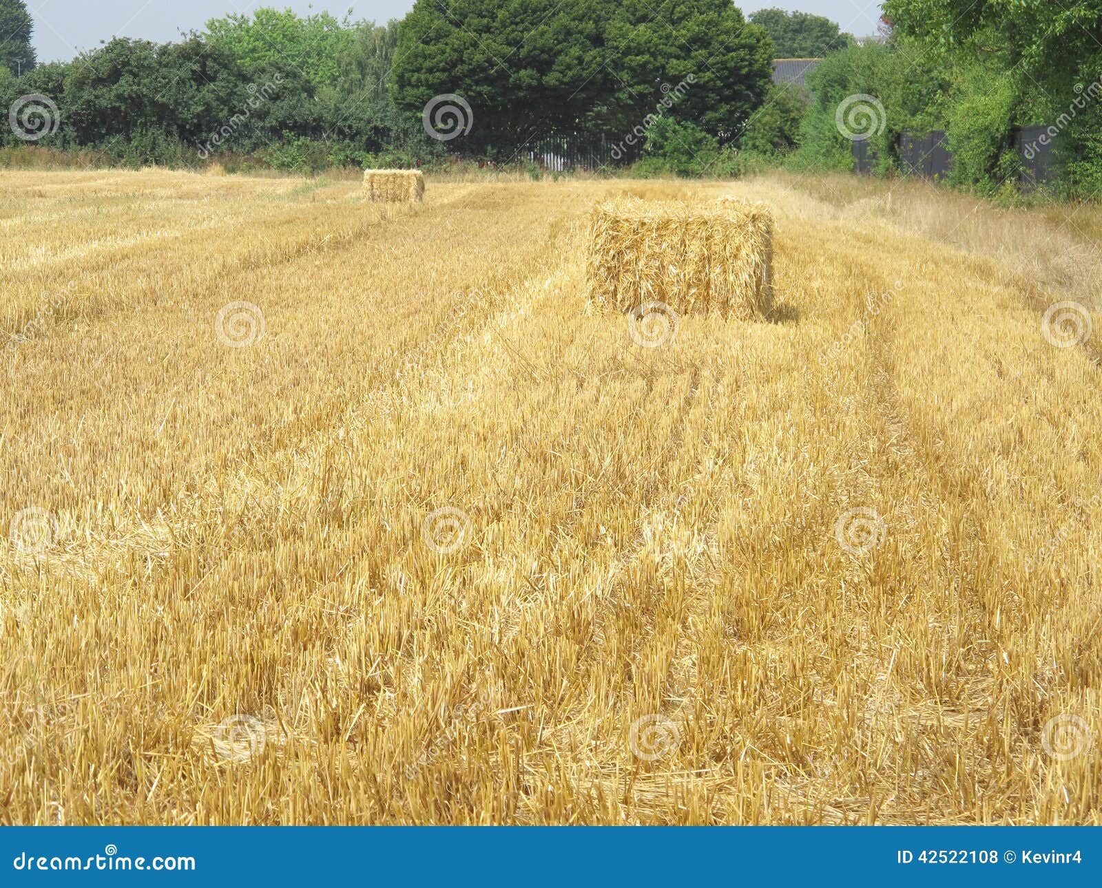 Bales of hay stock photo. Image of earth, combine, field - 42522108