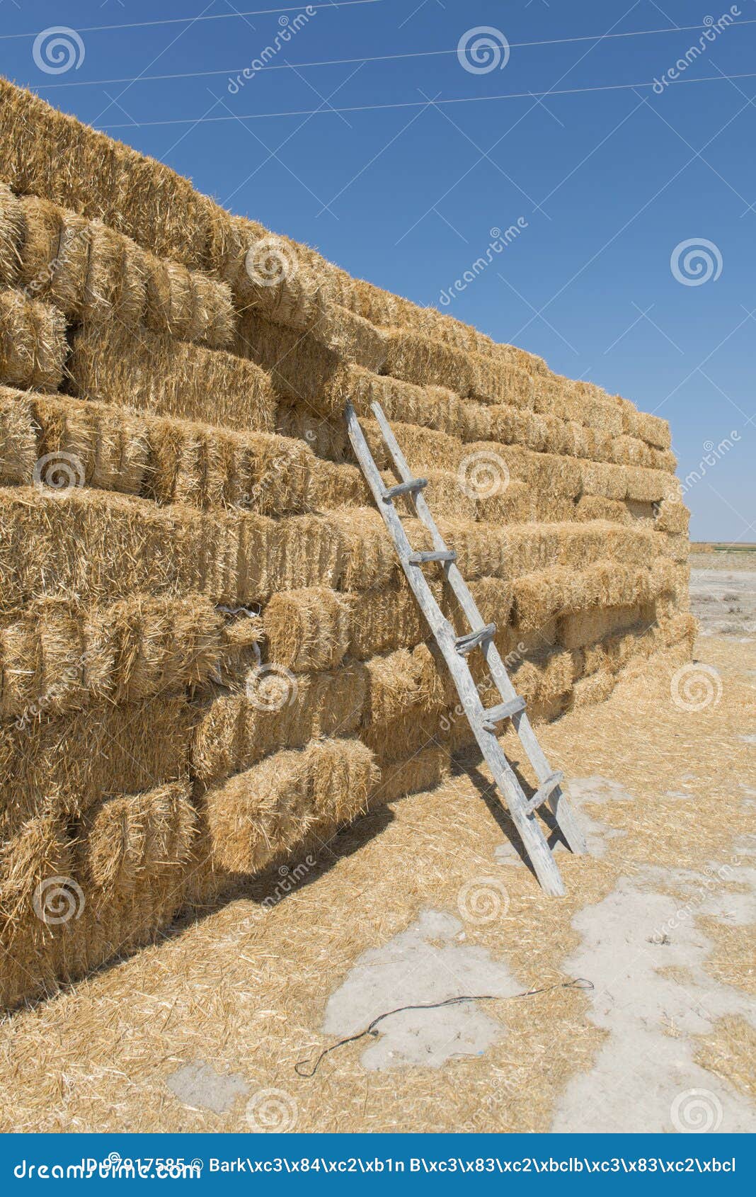 Bales of Hay Leaning Over the Ladder Stock Image - Image of animal ...