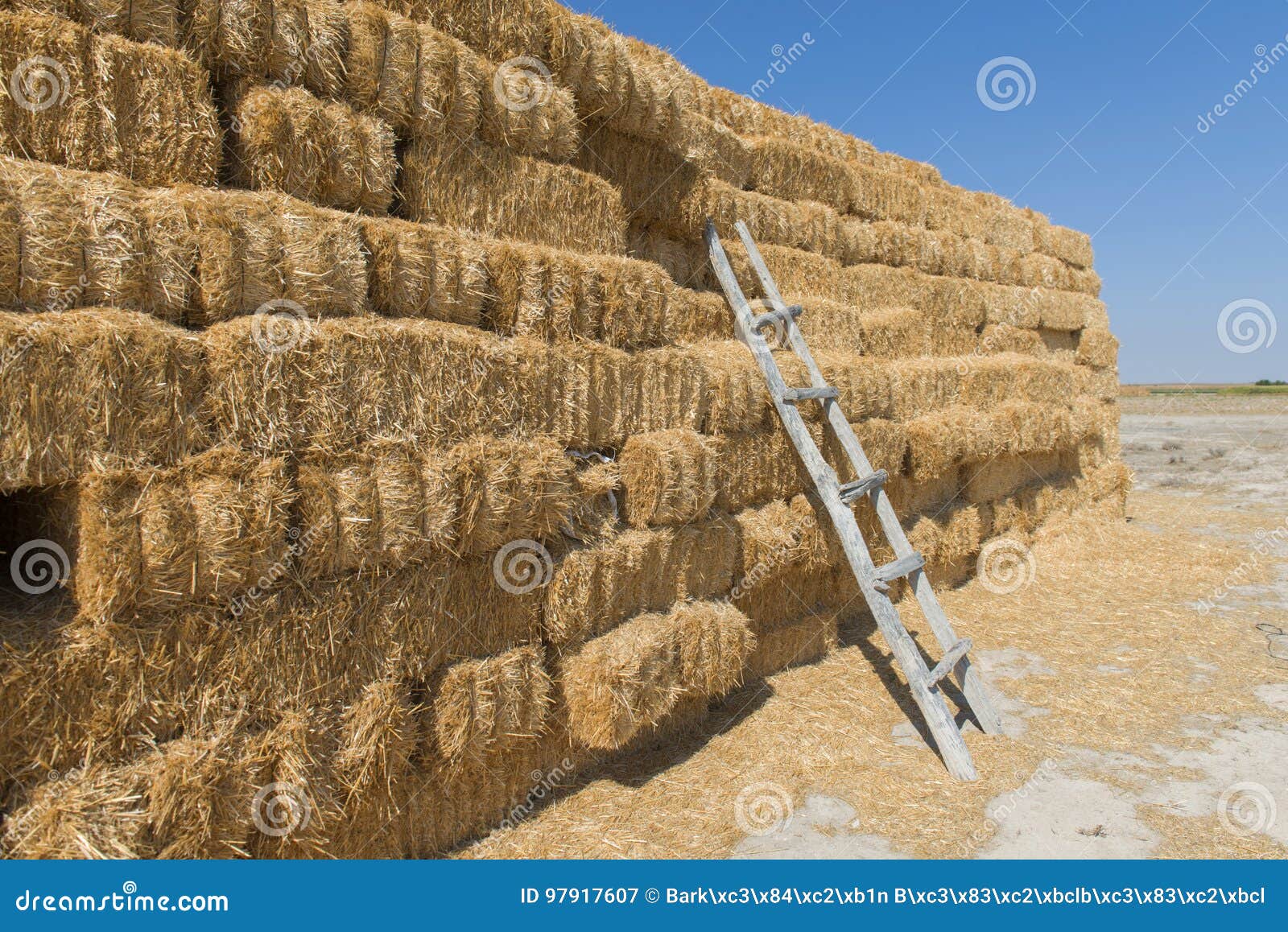 Bales of Hay Leaning Over the Ladder Stock Image - Image of agriculture ...