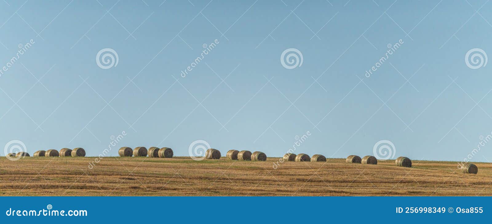 Bales of Hay Lined Up on a Alberta Farm Field Stock Image - Image of ...