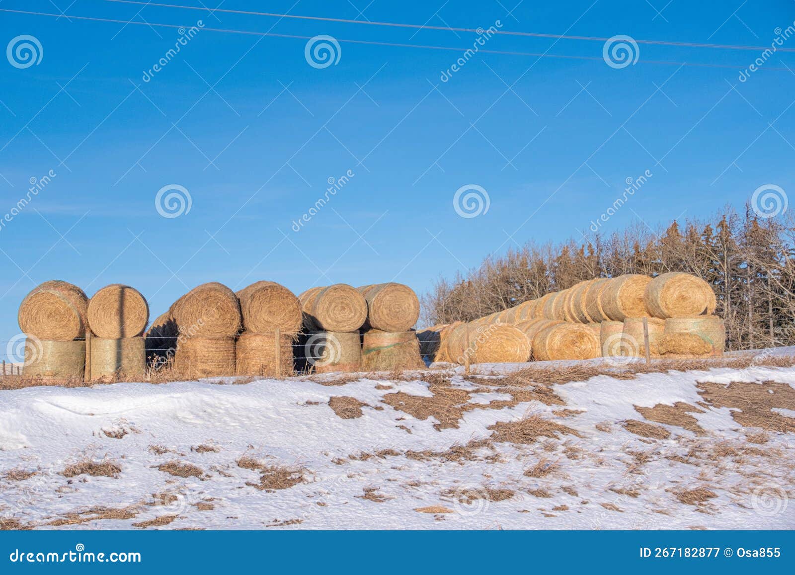 Bales of Hay Lined Up on a Alberta Farm Field Stock Image - Image of ...