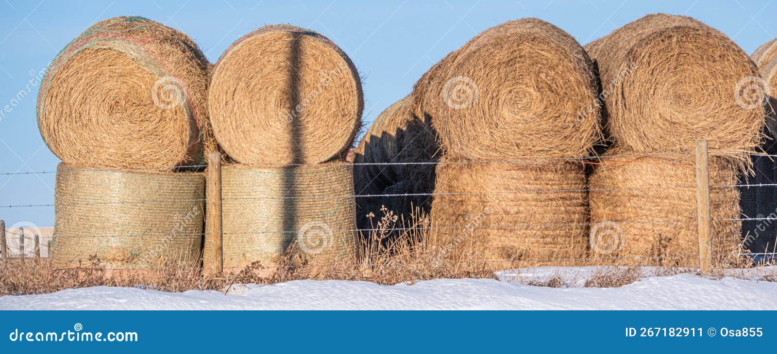 Bales of Hay Lined Up on a Alberta Farm Field Stock Image - Image of ...