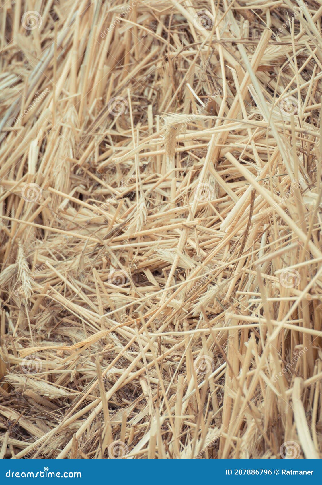 Bales of Hay or Straw. Background or Wallpaper Texture Stock Photo ...