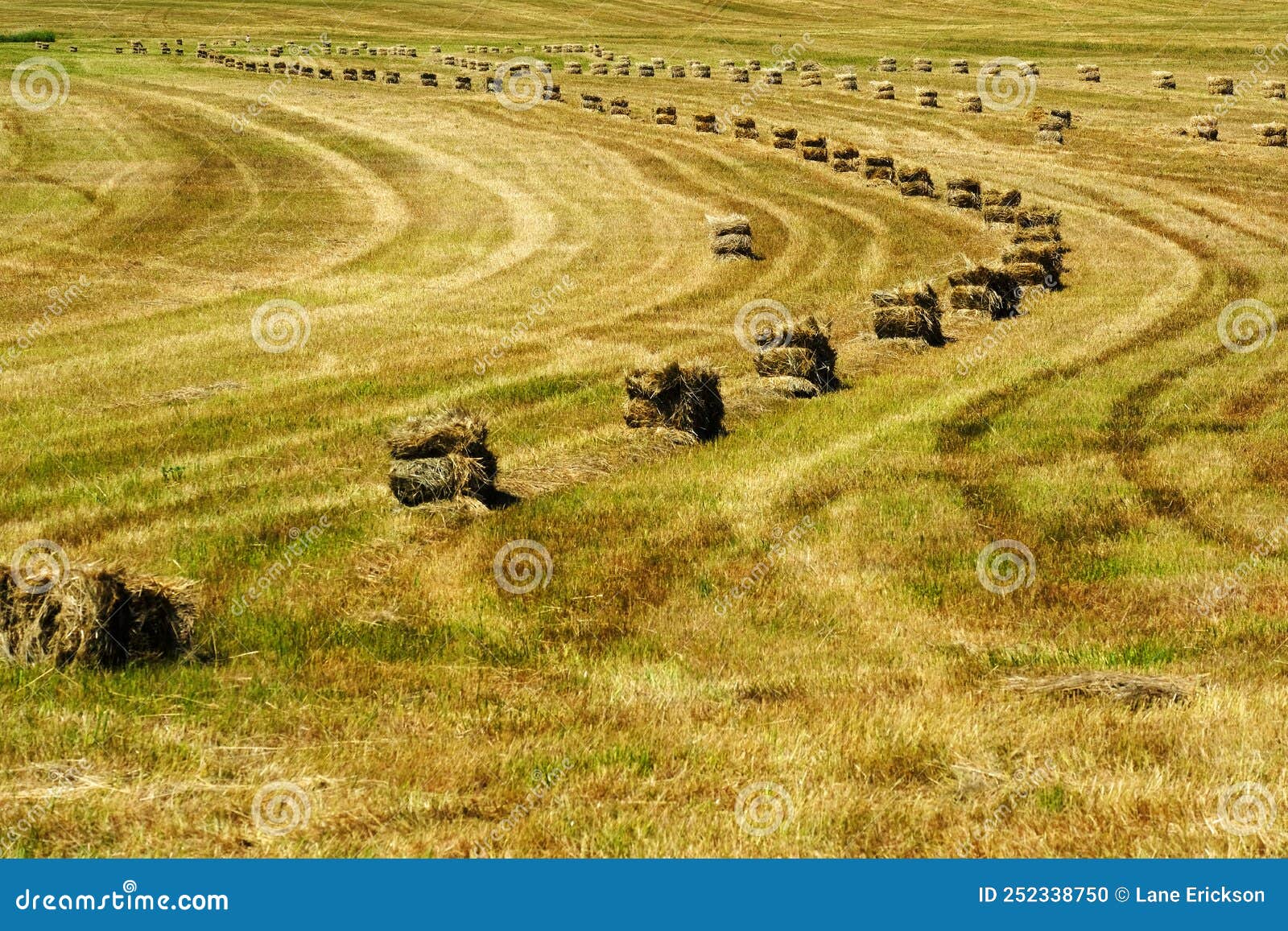 Bales of Hay or Straw in Farm Field Two String in Rows Stock Photo ...