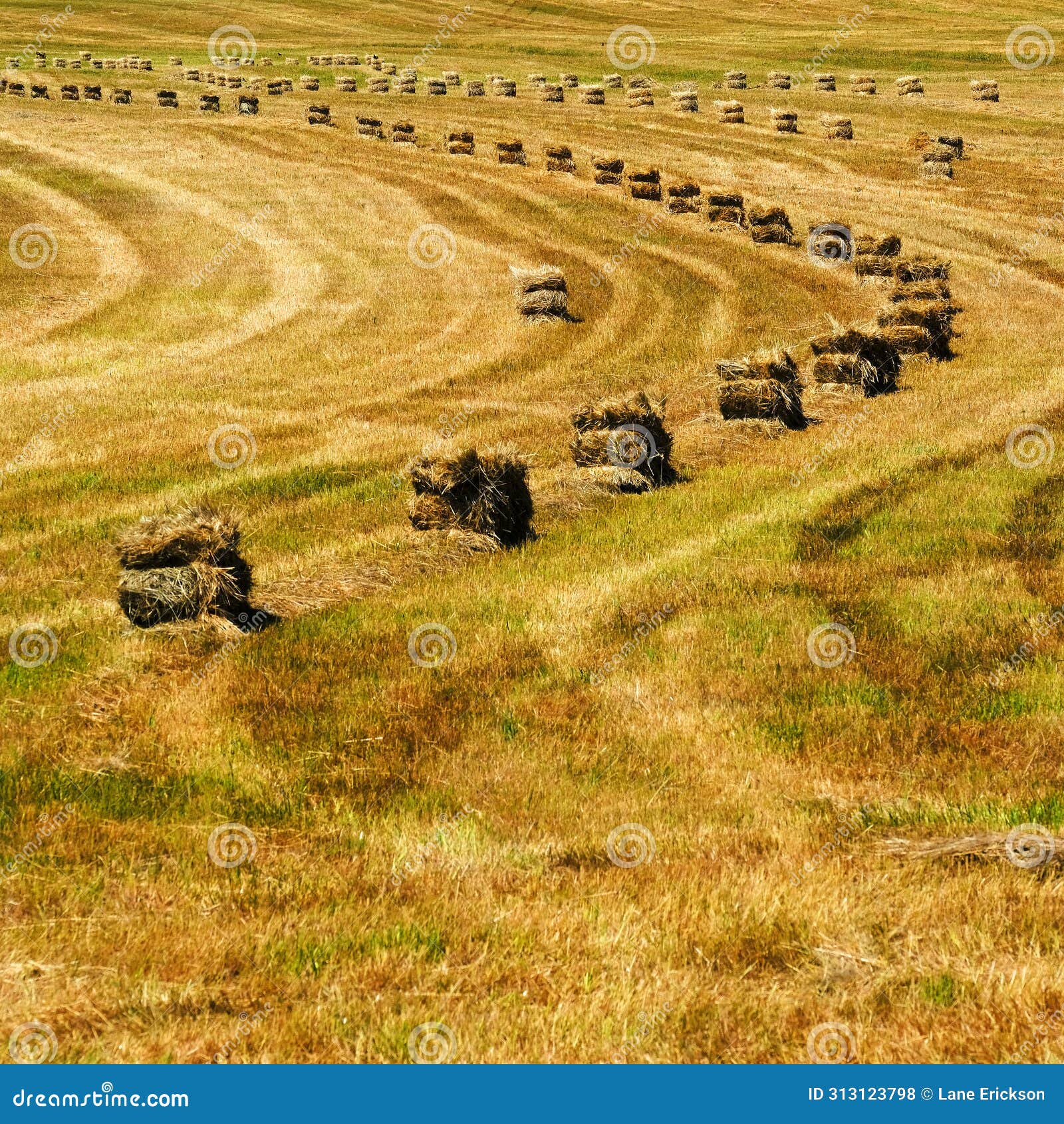 Bales of Hay or Straw in Farm Field Two String in Rows Stock Photo ...