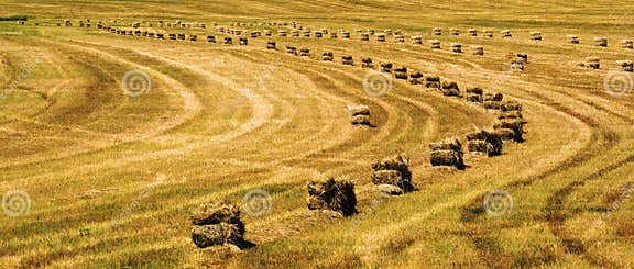 Bales of Hay or Straw in Farm Field Two String in Rows Stock Image ...