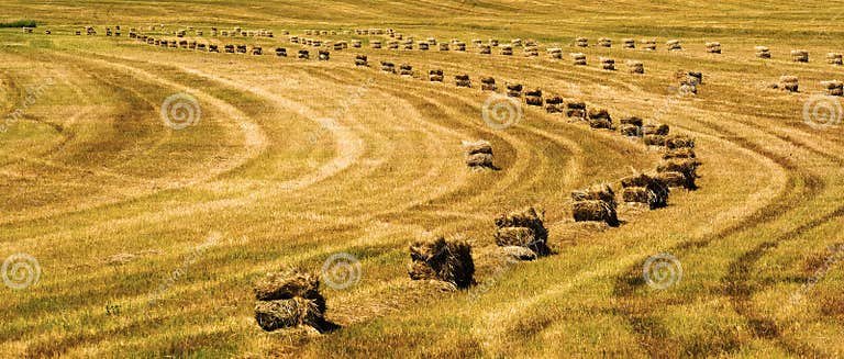 Bales of Hay or Straw in Farm Field Two String in Rows Stock Image ...