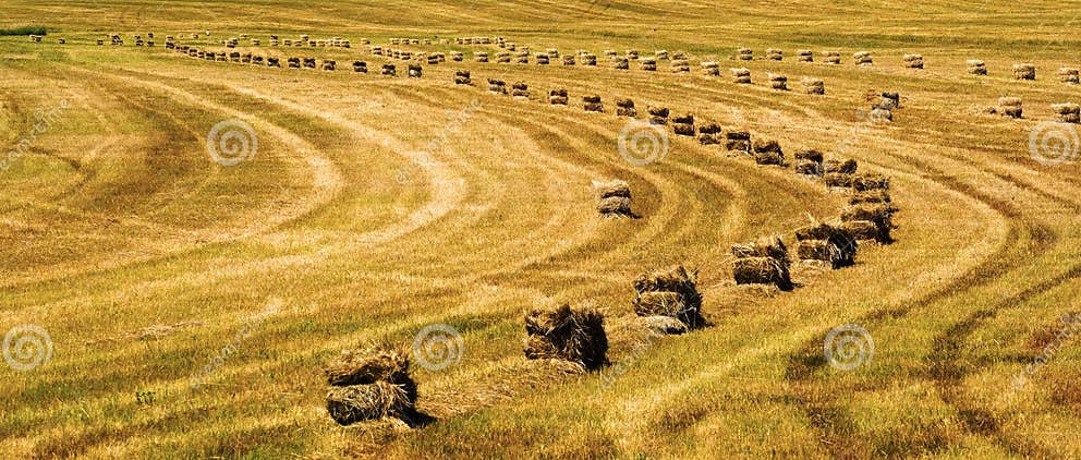 Bales of Hay or Straw in Farm Field Two String in Rows Stock Image ...