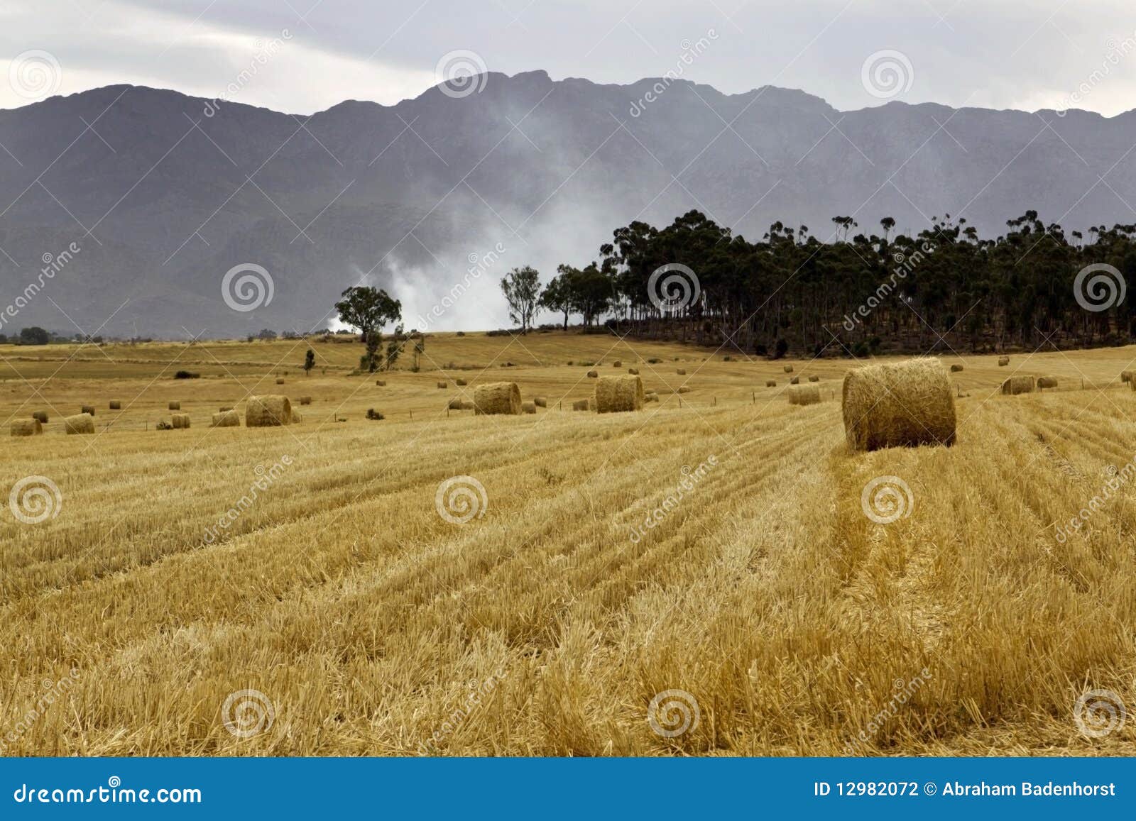 Bales of Hay in a Wheat Field Stock Photo - Image of scenic, wheat ...