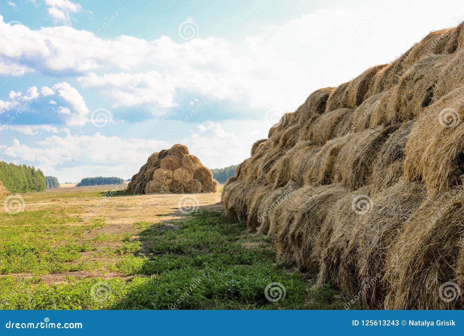 Bales of meadow hay stock image. Image of haying, harvesting - 125613243