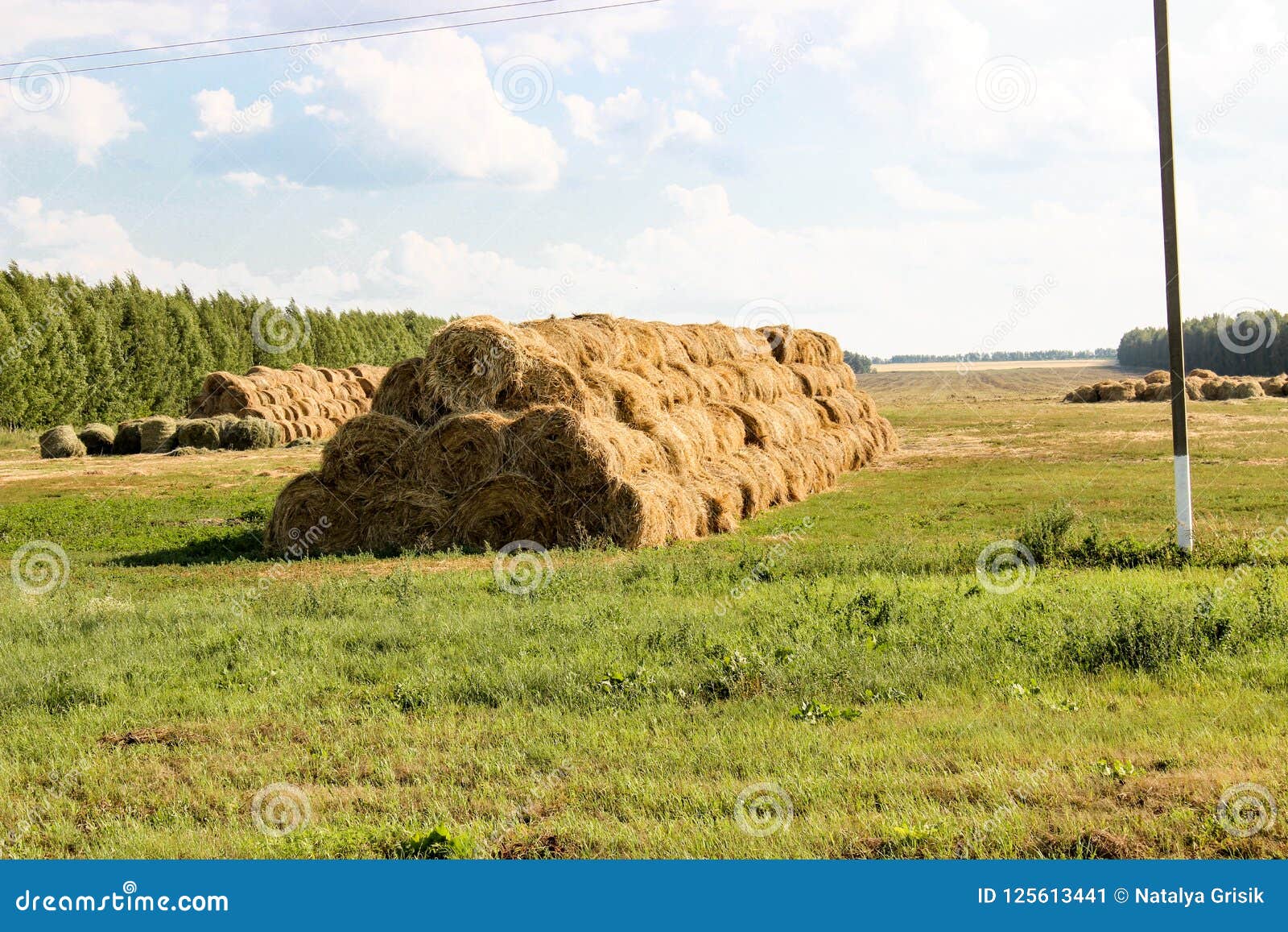 Bales of meadow hay stock image. Image of meadow, press - 125613441