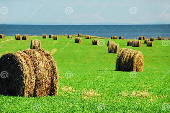 Bales by the Sea stock photo. Image of canada, open, round - 1541440