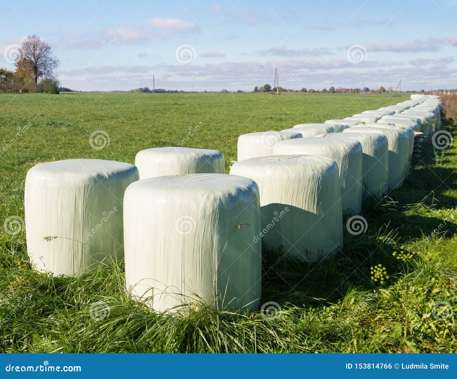 Bales of silage stock photo. Image of plastic, field - 153814766
