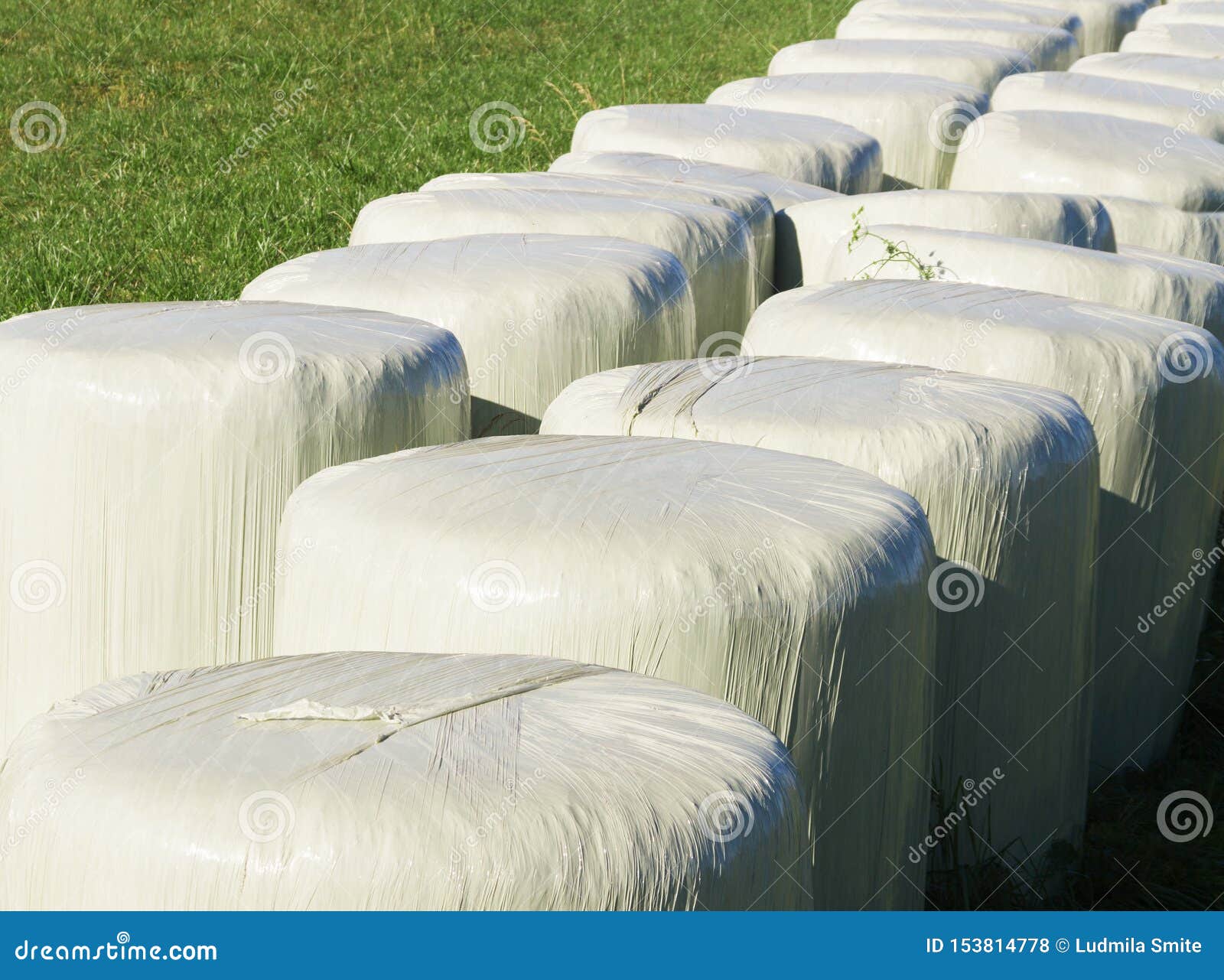 Bales of silage stock photo. Image of land, feed, crop - 153814778