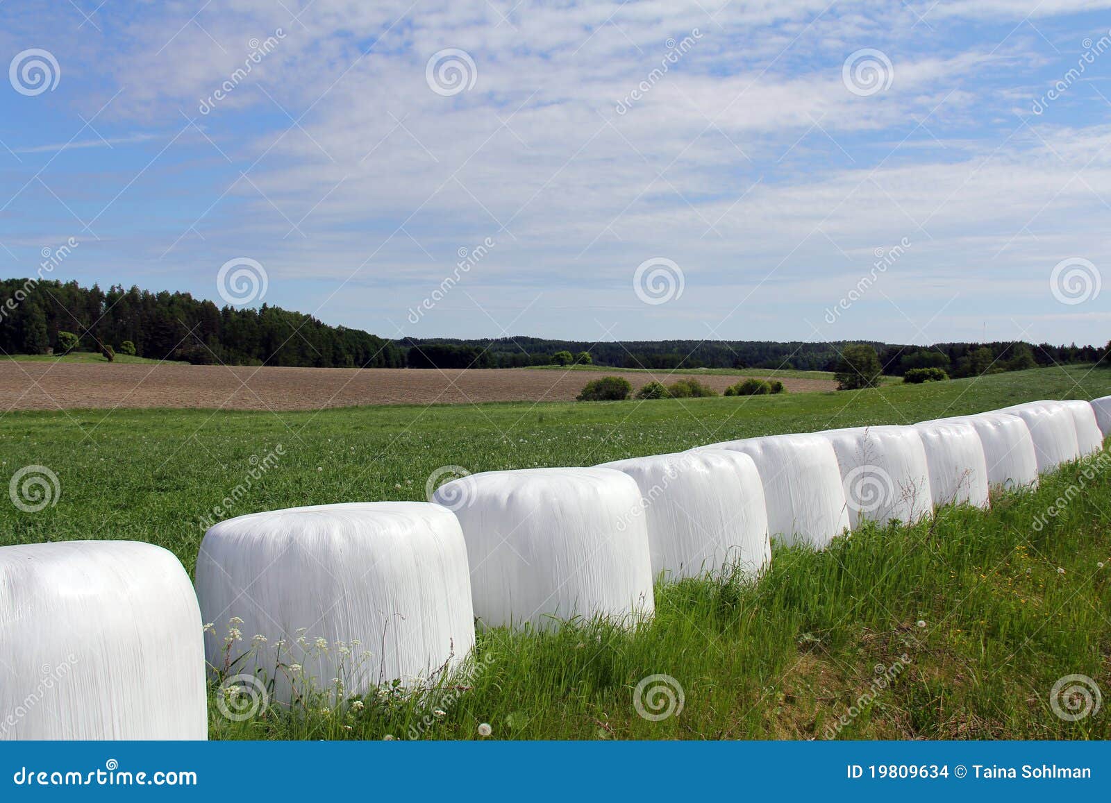 Bales of Silage on Green Field at Summer Stock Photo - Image of country ...