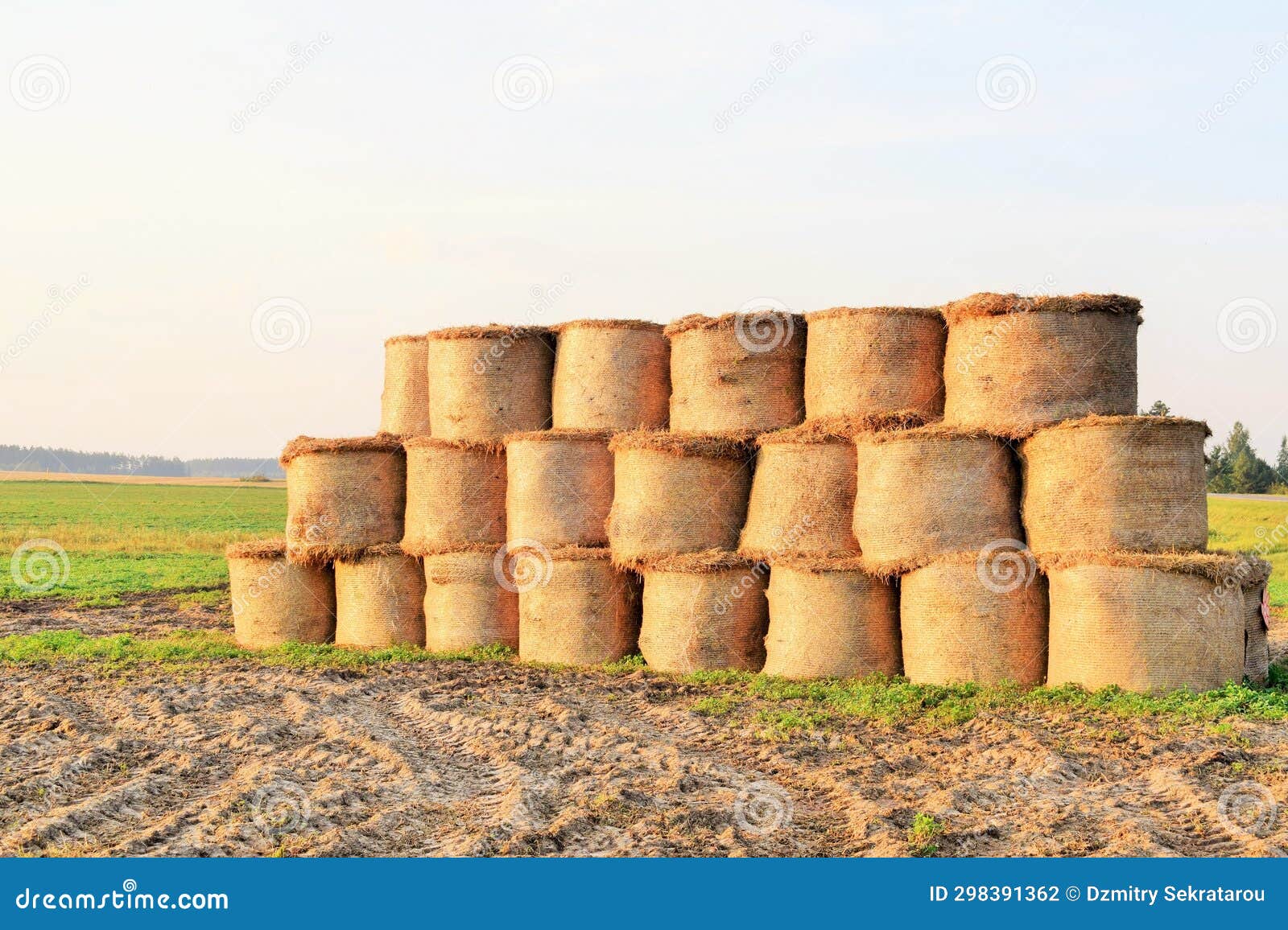 Bales of Straw Cylindrical Form are Stacked in Even Rows on the Field ...