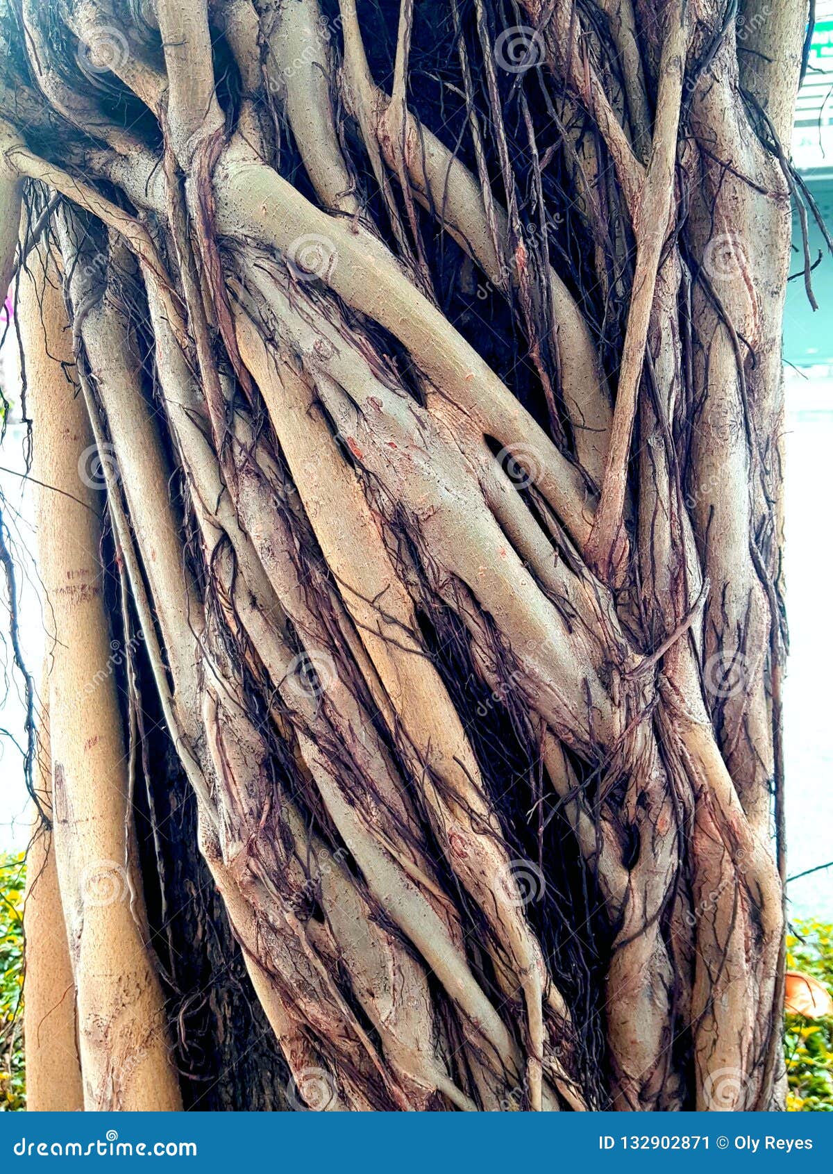 Balete Tree Entrapping the Host Tree Stock Image - Image of entrapping ...