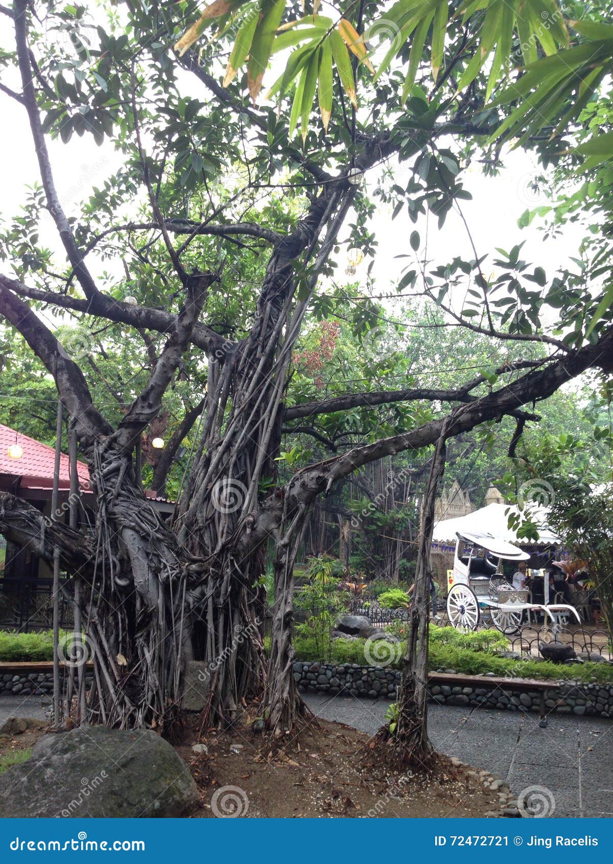 Balete Tree Stock Photography | CartoonDealer.com #133629050