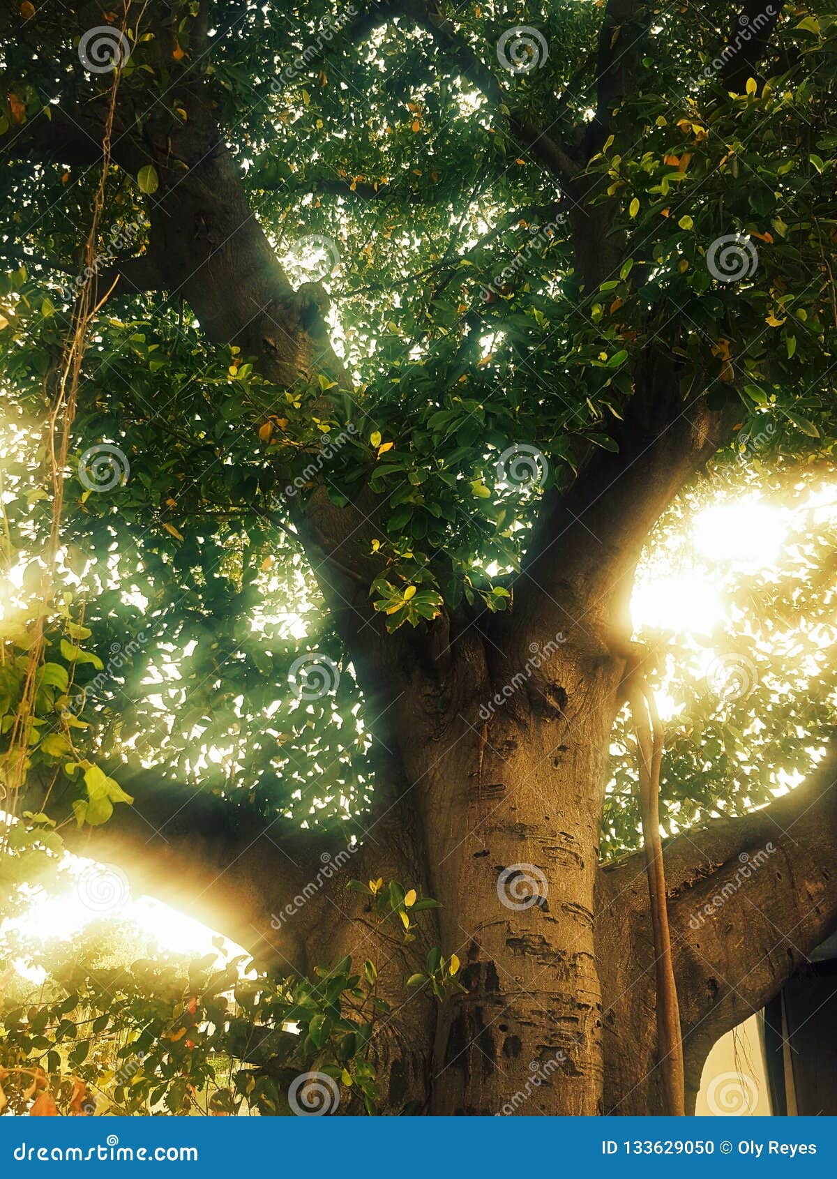 Balete Tree stock photo. Image of balete, burapha, lake - 133629050