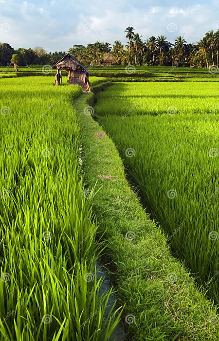 Bali stock image. Image of bali, agricultural, grain - 14255247