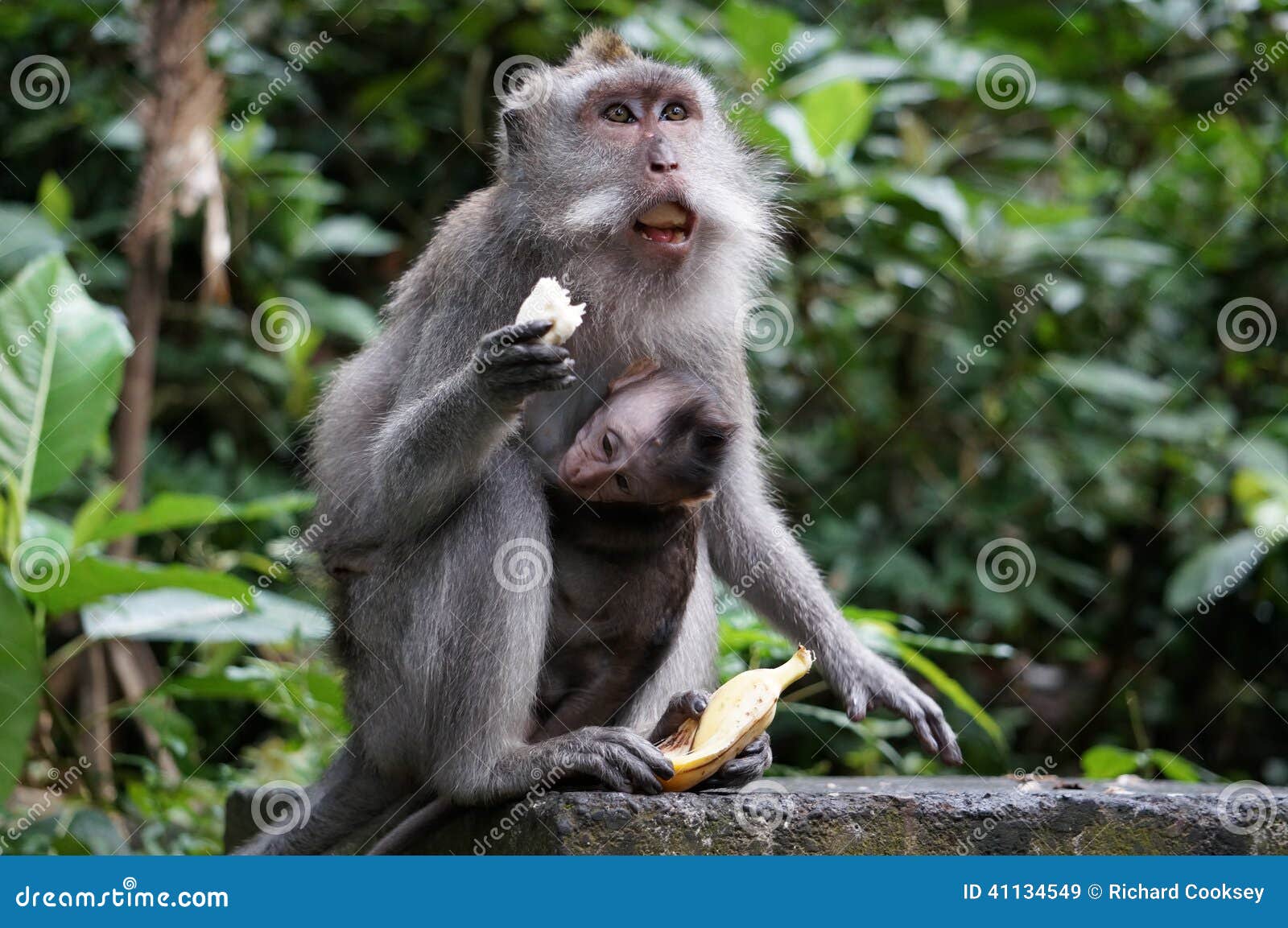 Bali apor fotografering för bildbyråer. Bild av uttryck - 41134549