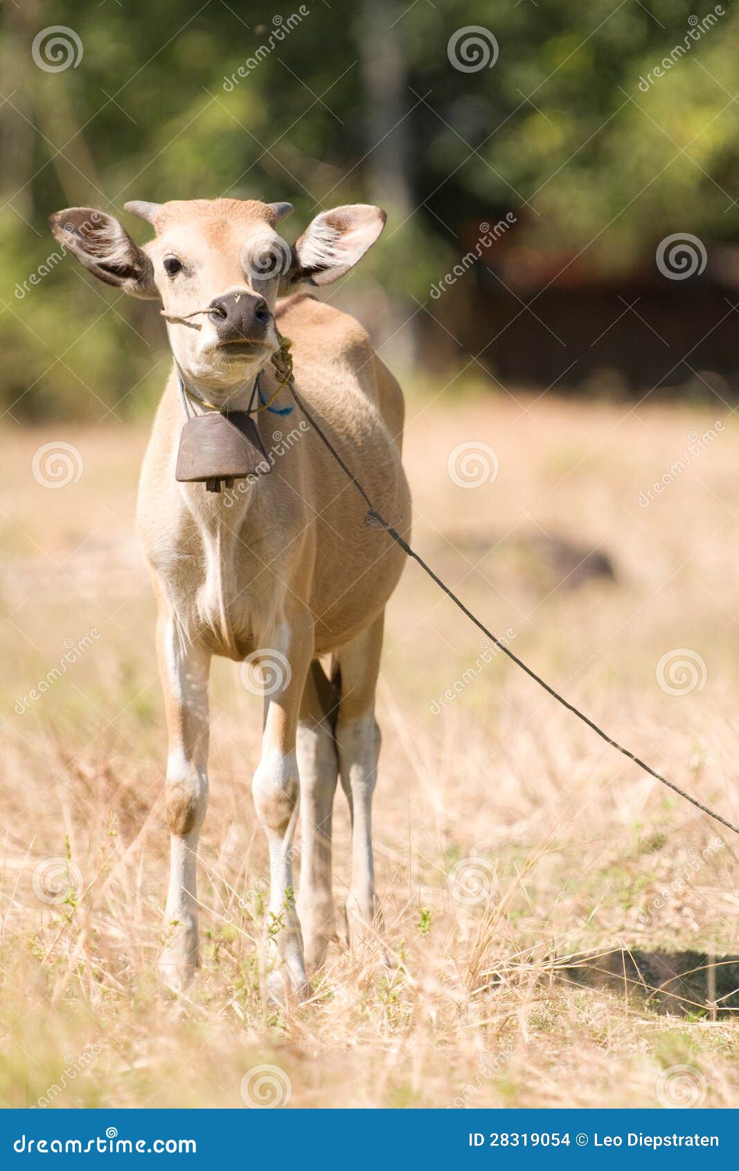 Bali Cattle Calf stock photo. Image of banteng, domesticated - 28319054